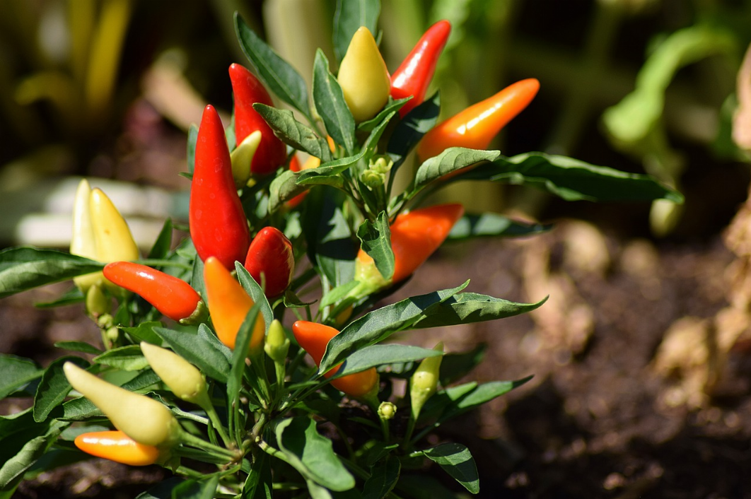 Tout savoir sur les piments : leurs bienfaits et leur preparation